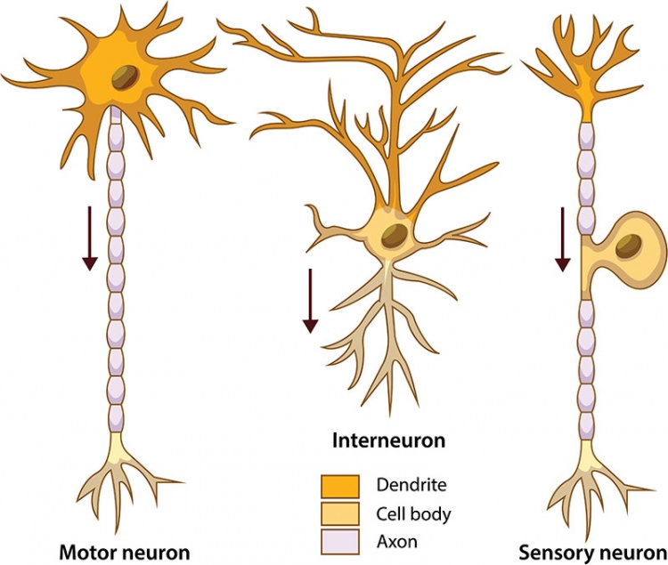 Interneuron Aufbau Funktion Krankheiten MedLexi de